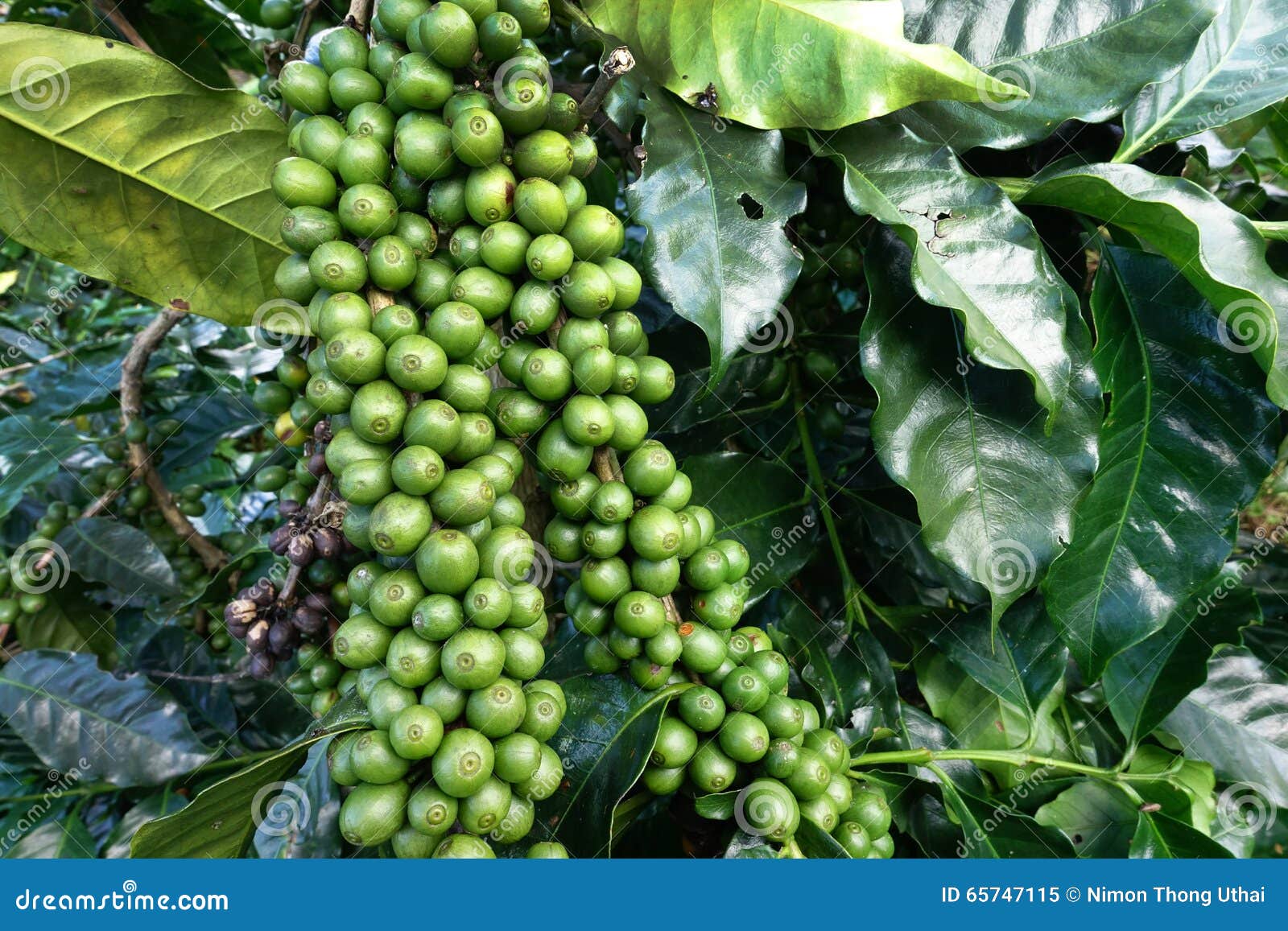 Green coffee beans on stem stock image. Image of cultivate - 65747115