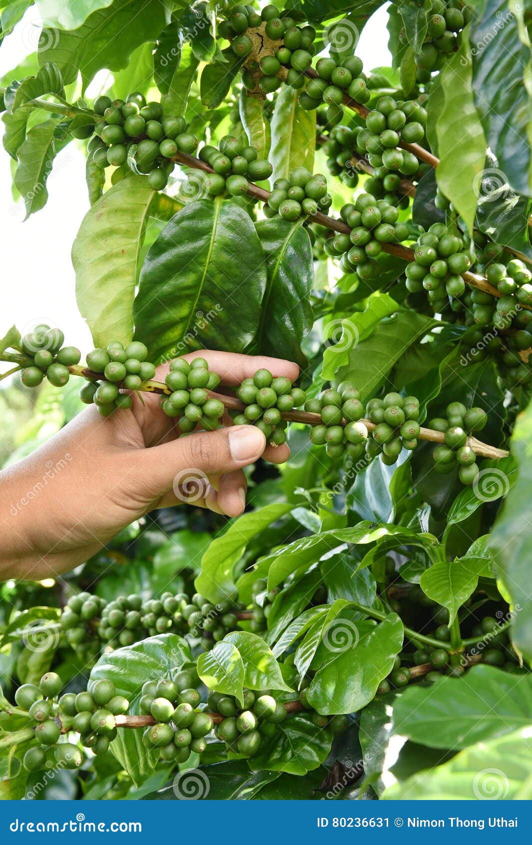 Green coffee beans stock image. Image of harvest, growing - 80236631