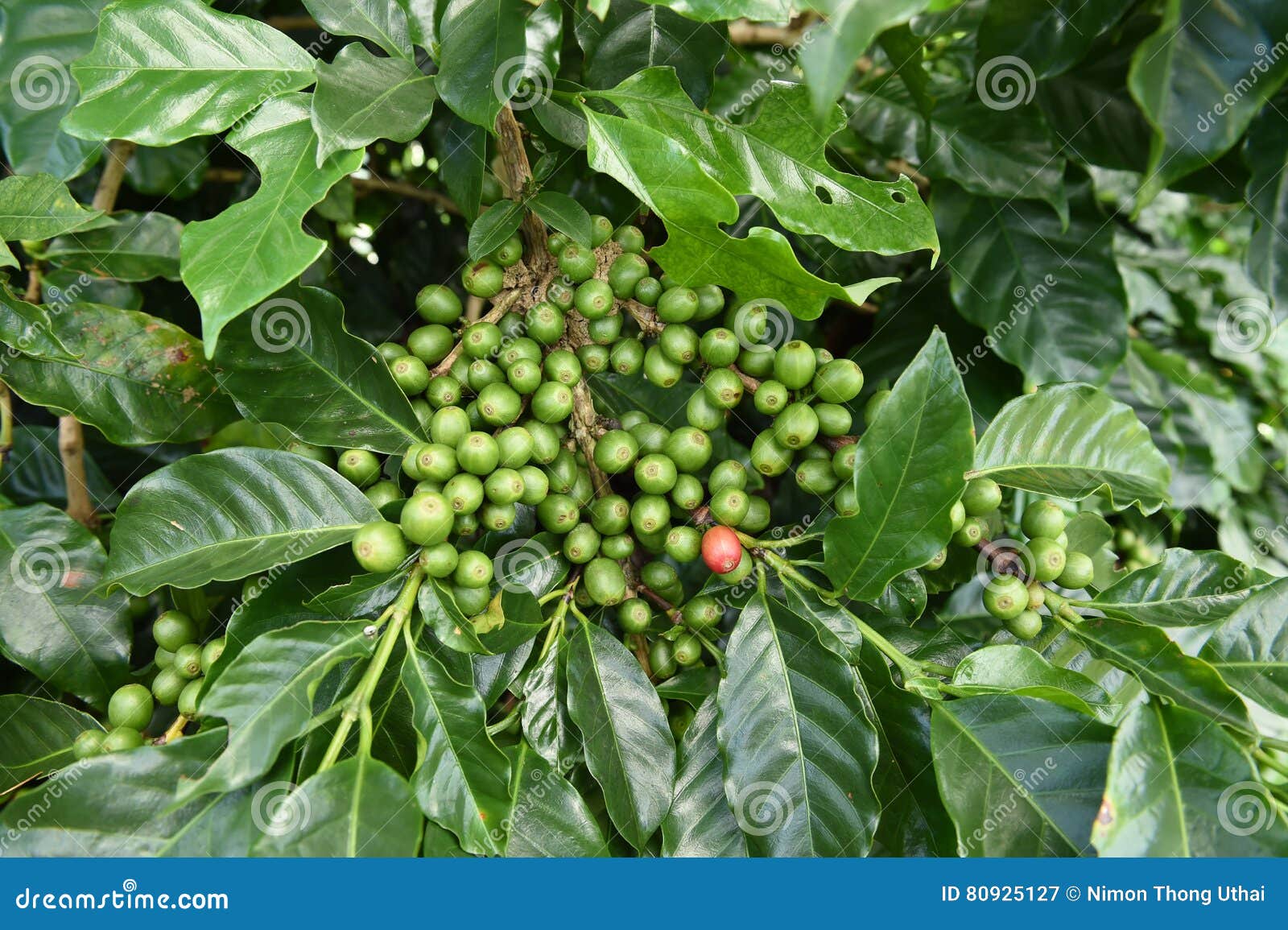 Green coffee beans stock image. Image of natural, tree - 80925127