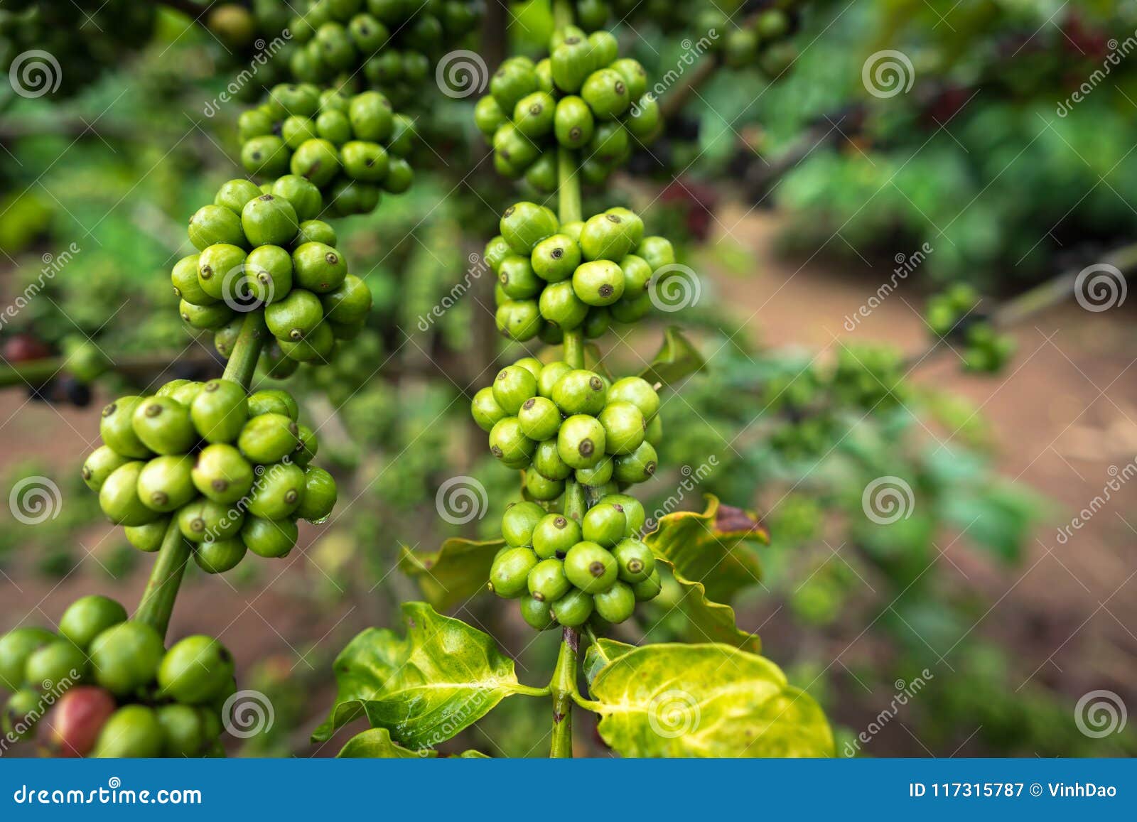 Green coffee beans on tree stock image. Image of fresh - 117315787