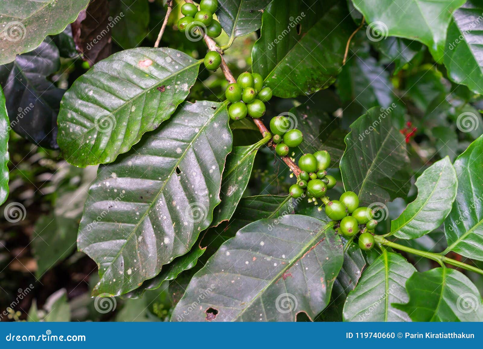 Green coffee beans on tree stock photo. Image of growth - 119740660