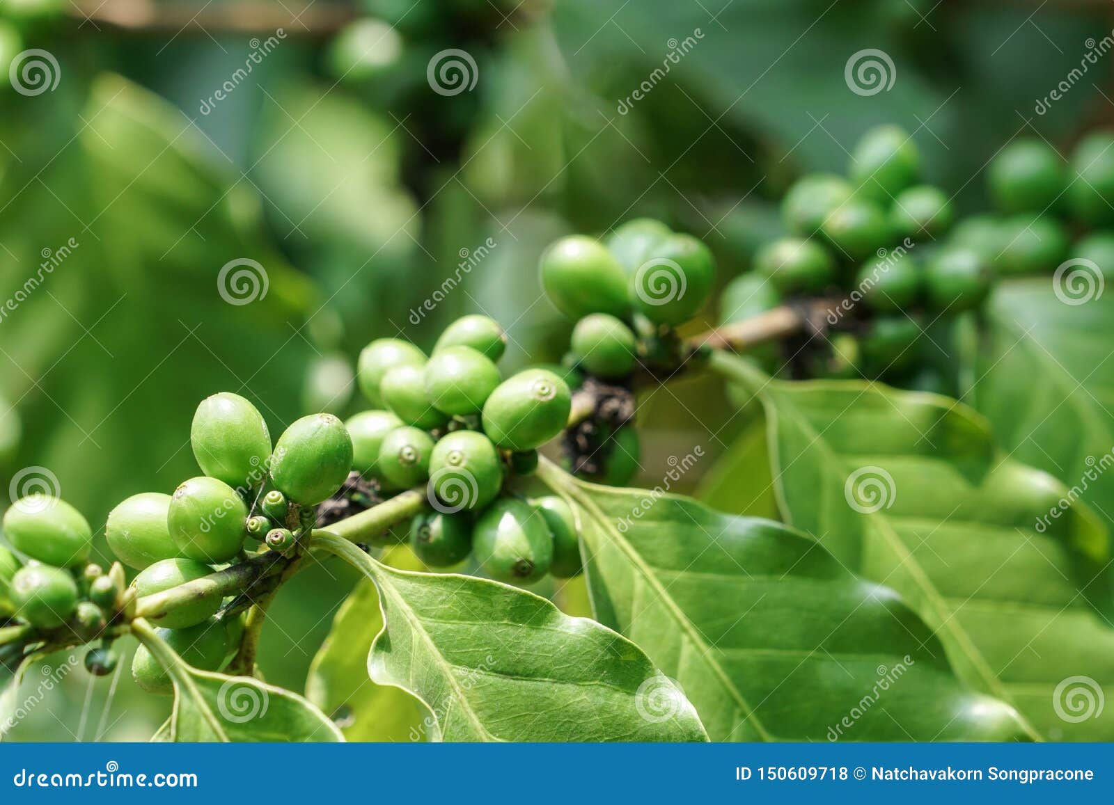 Green Coffee Beans on Tree in the Garden Stock Photo - Image of nature ...