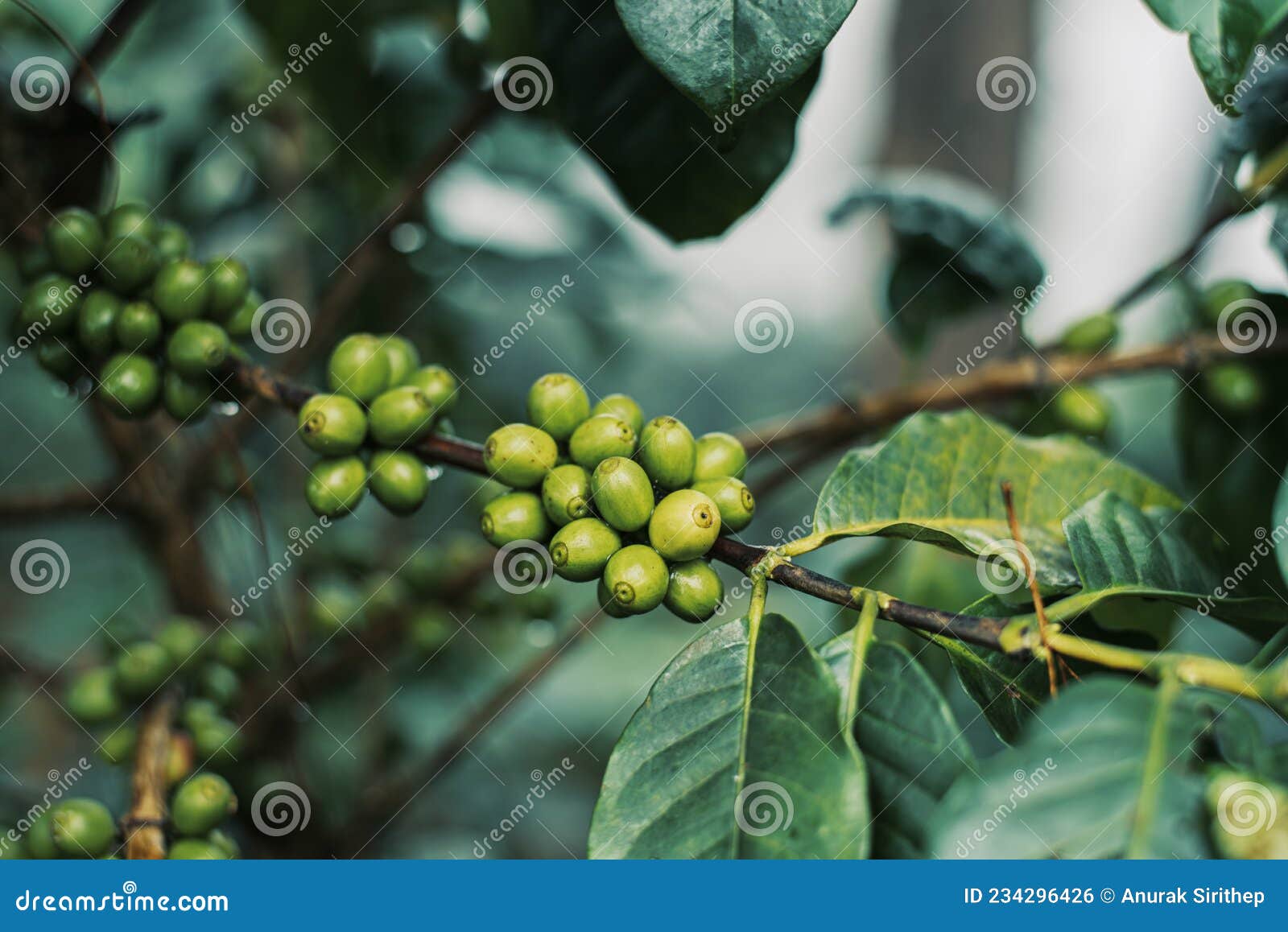 Green Coffee Beans on the Tree Organic Farming Stock Photo - Image of ...
