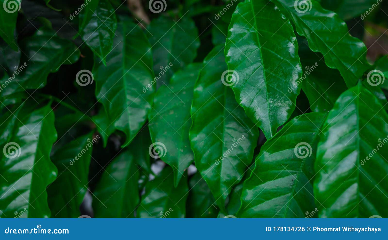 Green Coffee Leaves. Fresh Coffee Tree. Background Texture Stock Photo ...