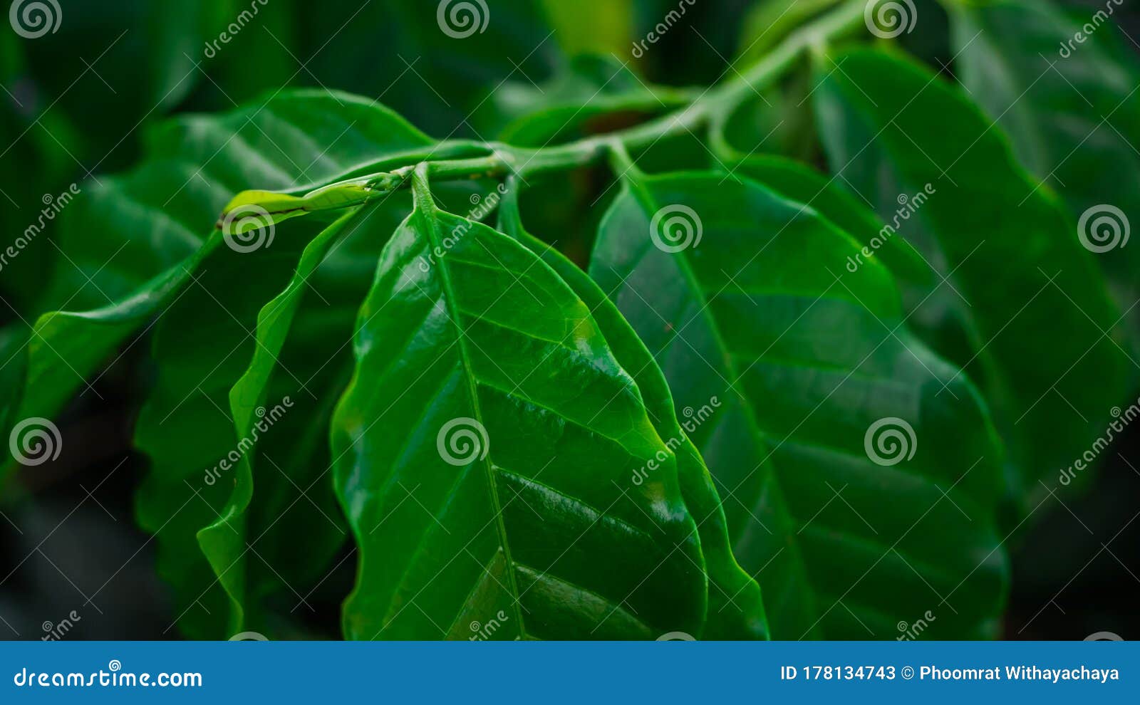 Green Coffee Leaves. Fresh Coffee Tree. Background Texture Stock Image ...