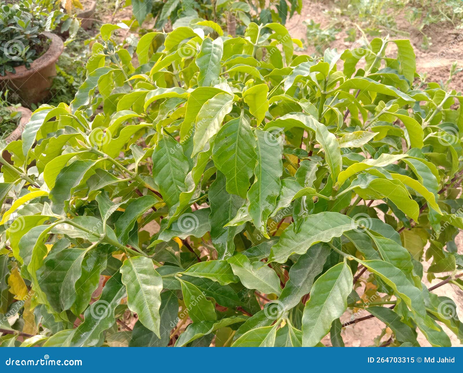 Green coffee tree in farm stock image. Image of agricultural - 264703315