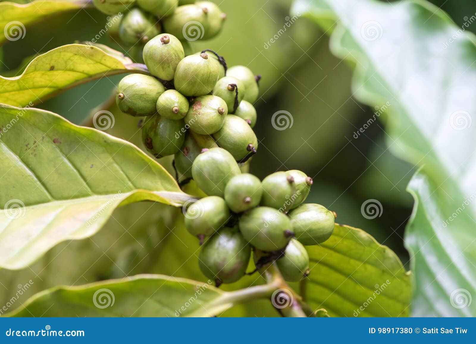 Green coffee on the tree. stock photo. Image of beverage - 98917380