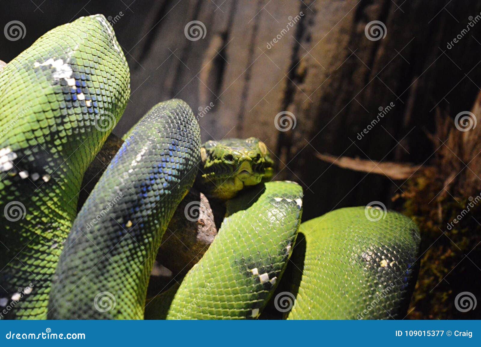 Coiled snake stock image. Image of nature, snake, wildlife - 109015377