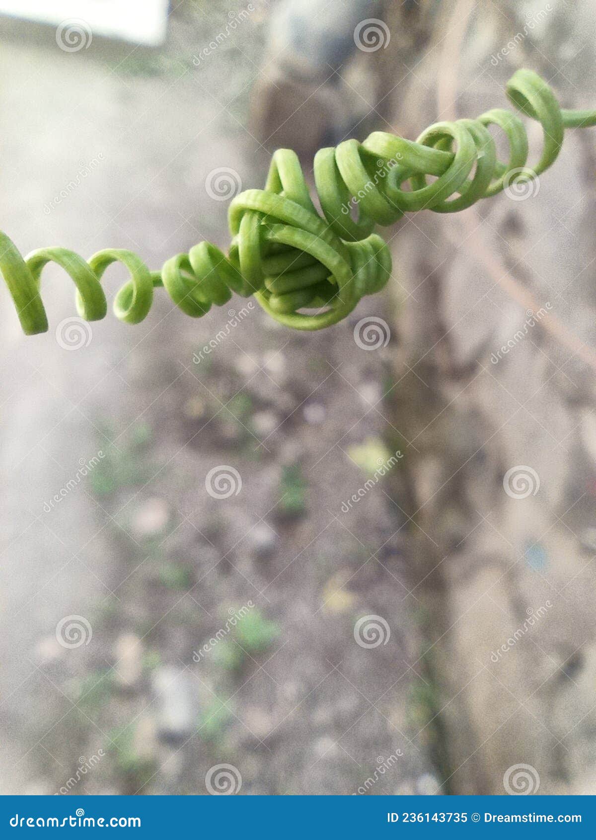 Green coiled tendril stock image. Image of green, insect - 236143735
