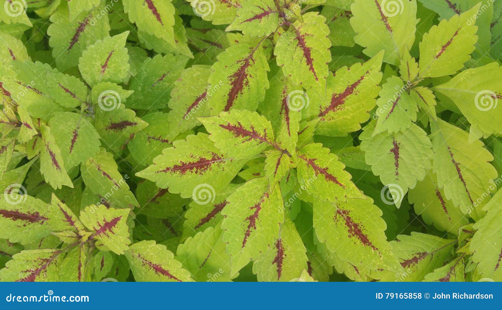 Green coleus stock photo. Image of leaf, green, floral - 79165858