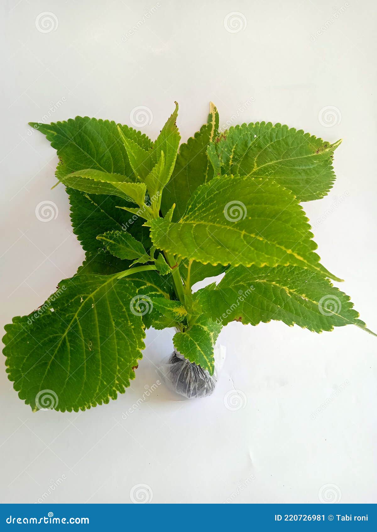 Green Coleus with Mini Pot on White Background. House Plant Stock Image ...