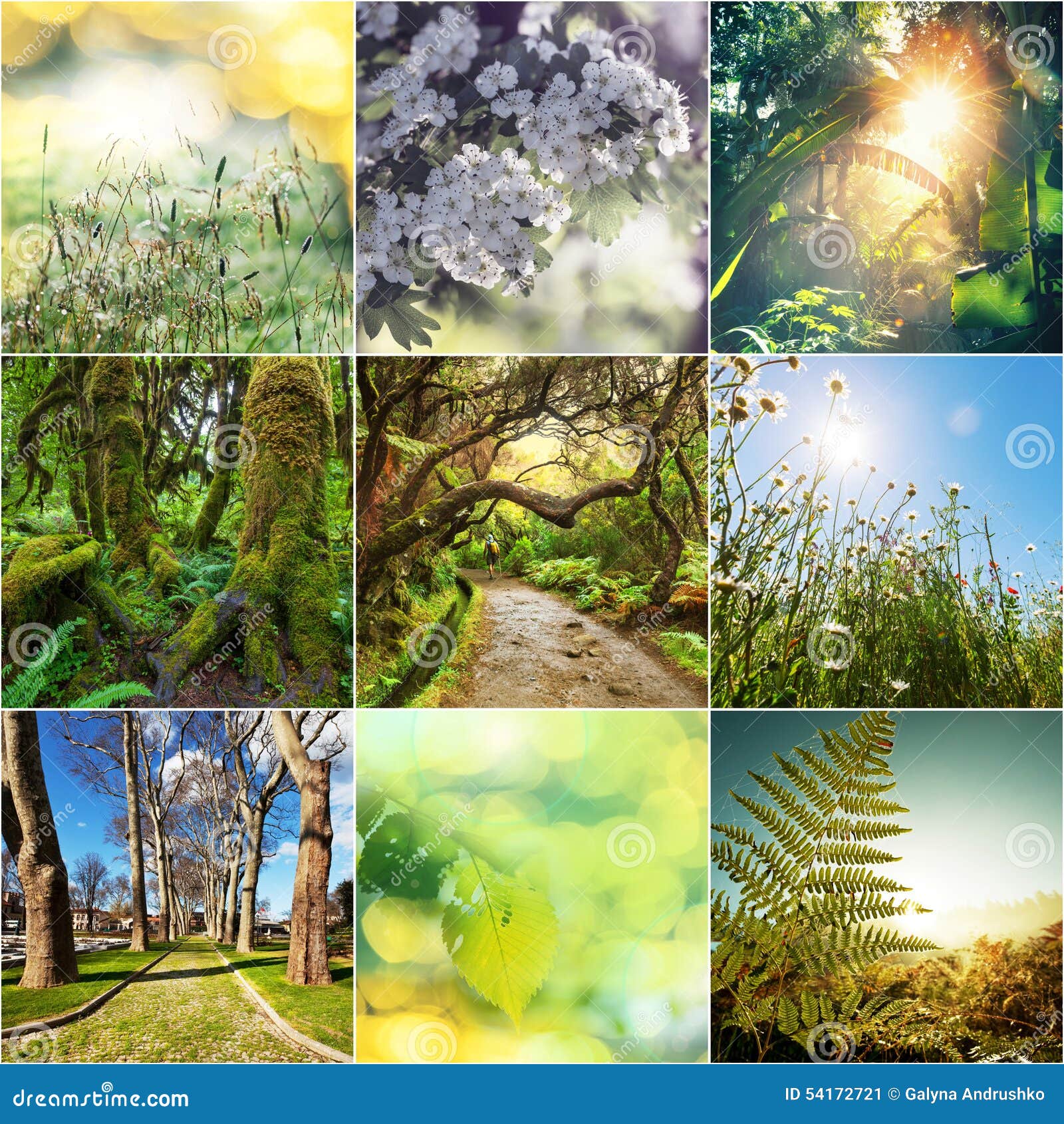 Green Collage Of Fresh Leaves Of Linden Tree Royalty-Free Stock Image ...