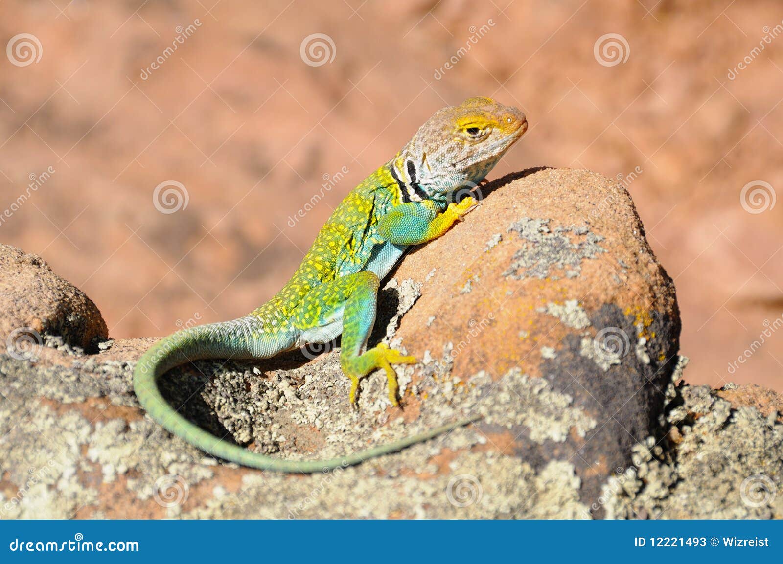 Green Collared Lizard stock image. Image of canyon, wildlife - 12221493