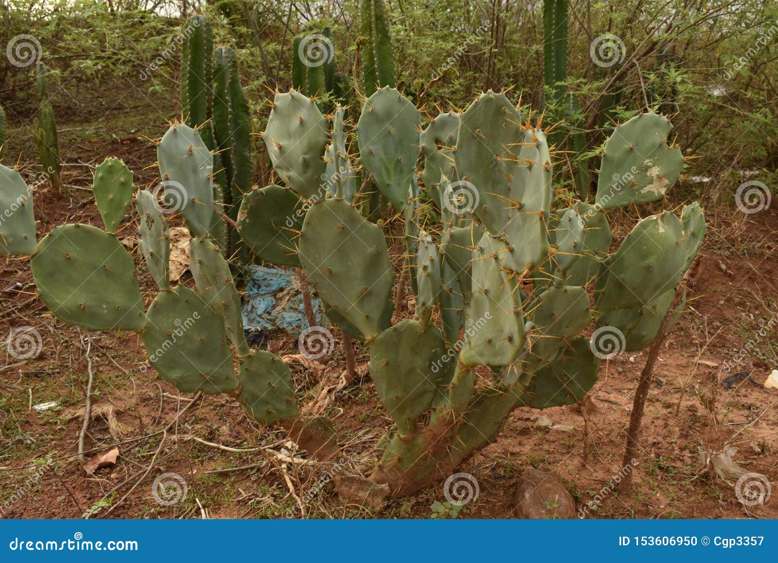 CACTUS PLANT with SHARP THORNS in the FOREST Stock Photo - Image of ...