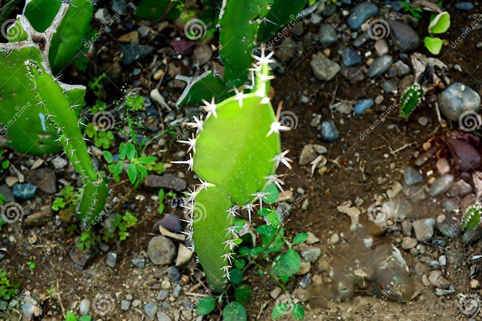 A Green Color Decorative Triangle Cactus Stock Image - Image of ...