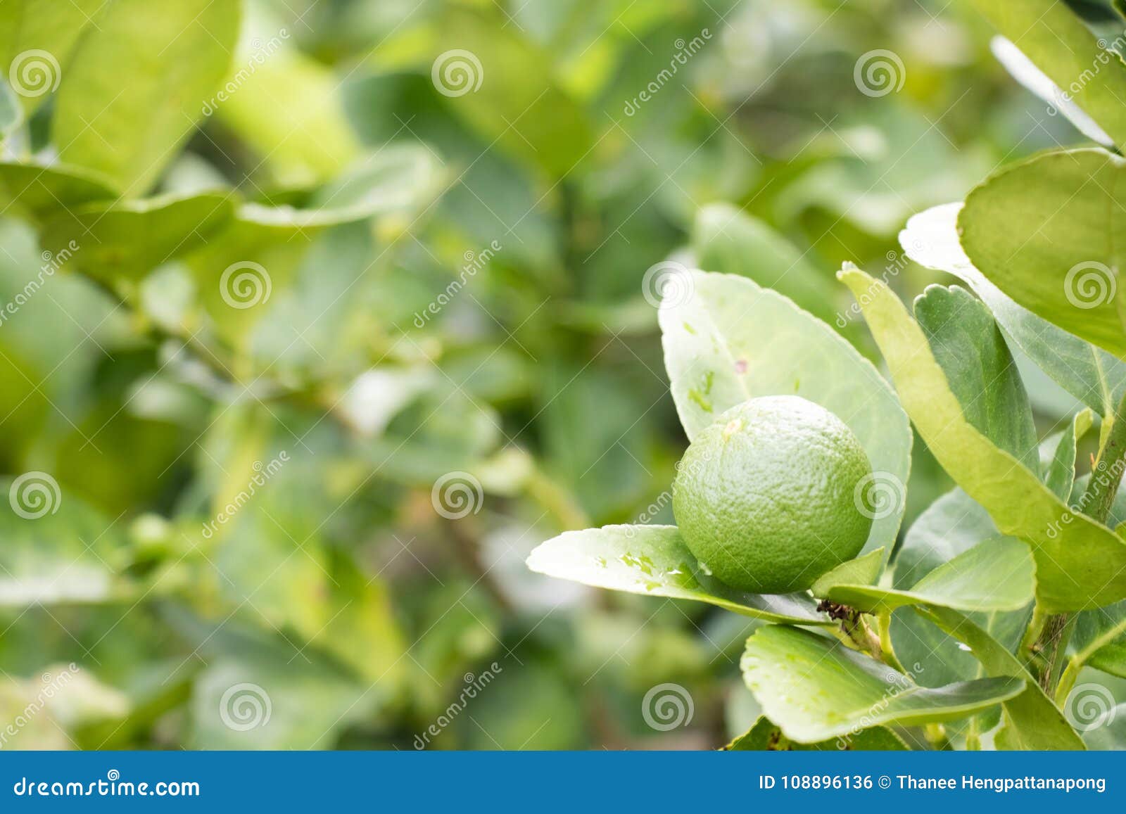 Green Color of Fresh Lime with Leaf Stock Photo - Image of nature ...