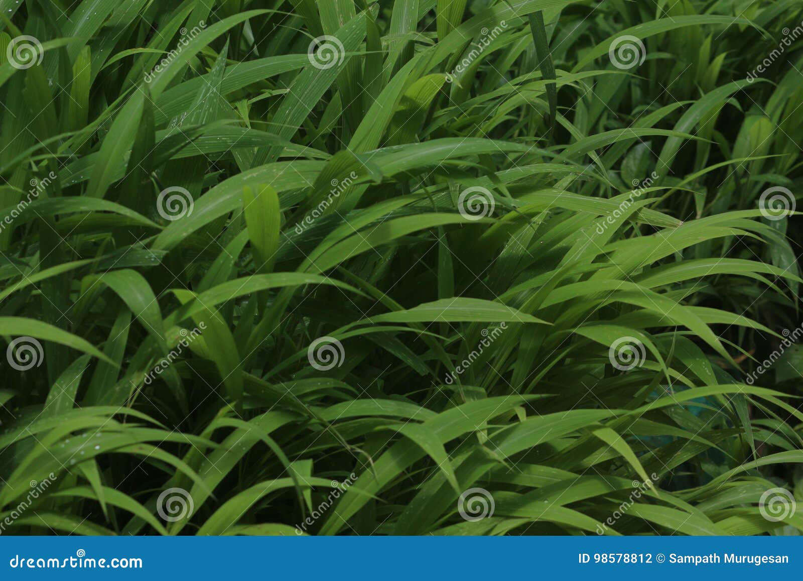 Green Color Grass in the Garden Stock Photo - Image of leaves, garden ...