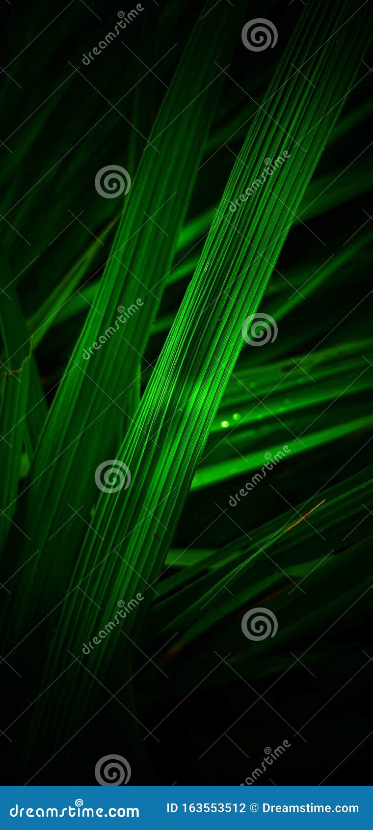 Green Color Grass Images Wallpaper Stock Photo - Image of wallpaper ...