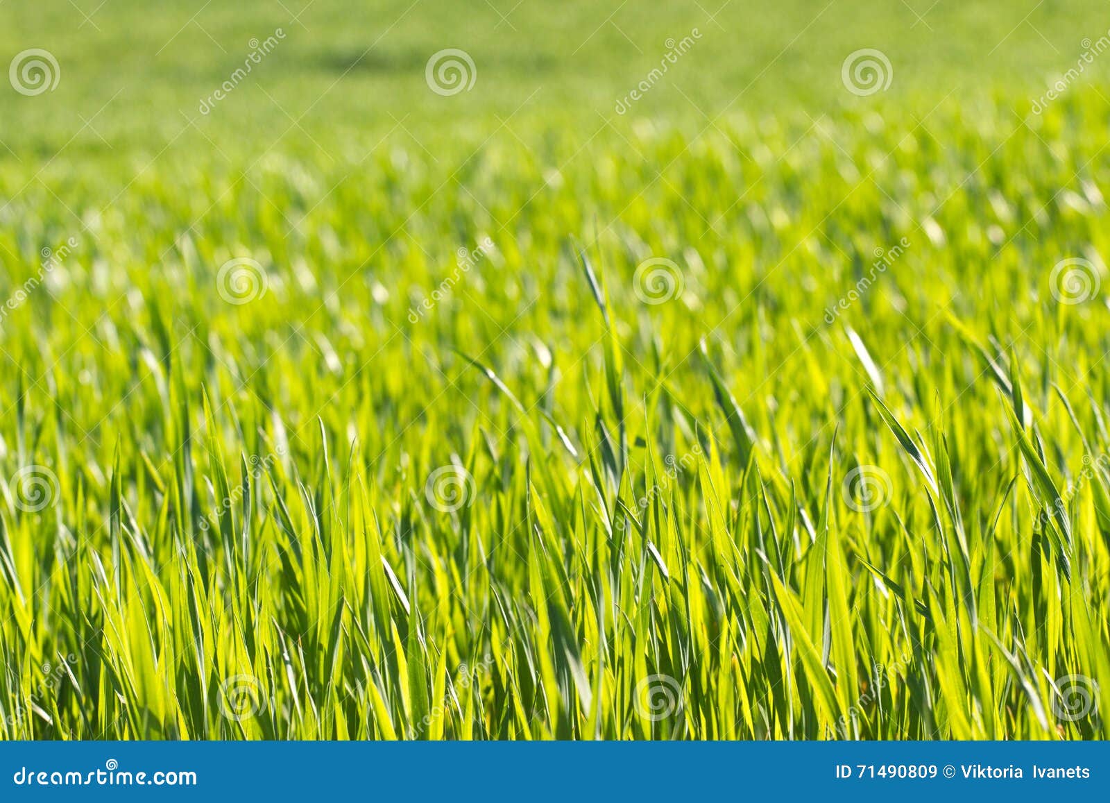Green Color Grass Texture. Field of Wheat Sprouts, Ukraine Stock Image ...