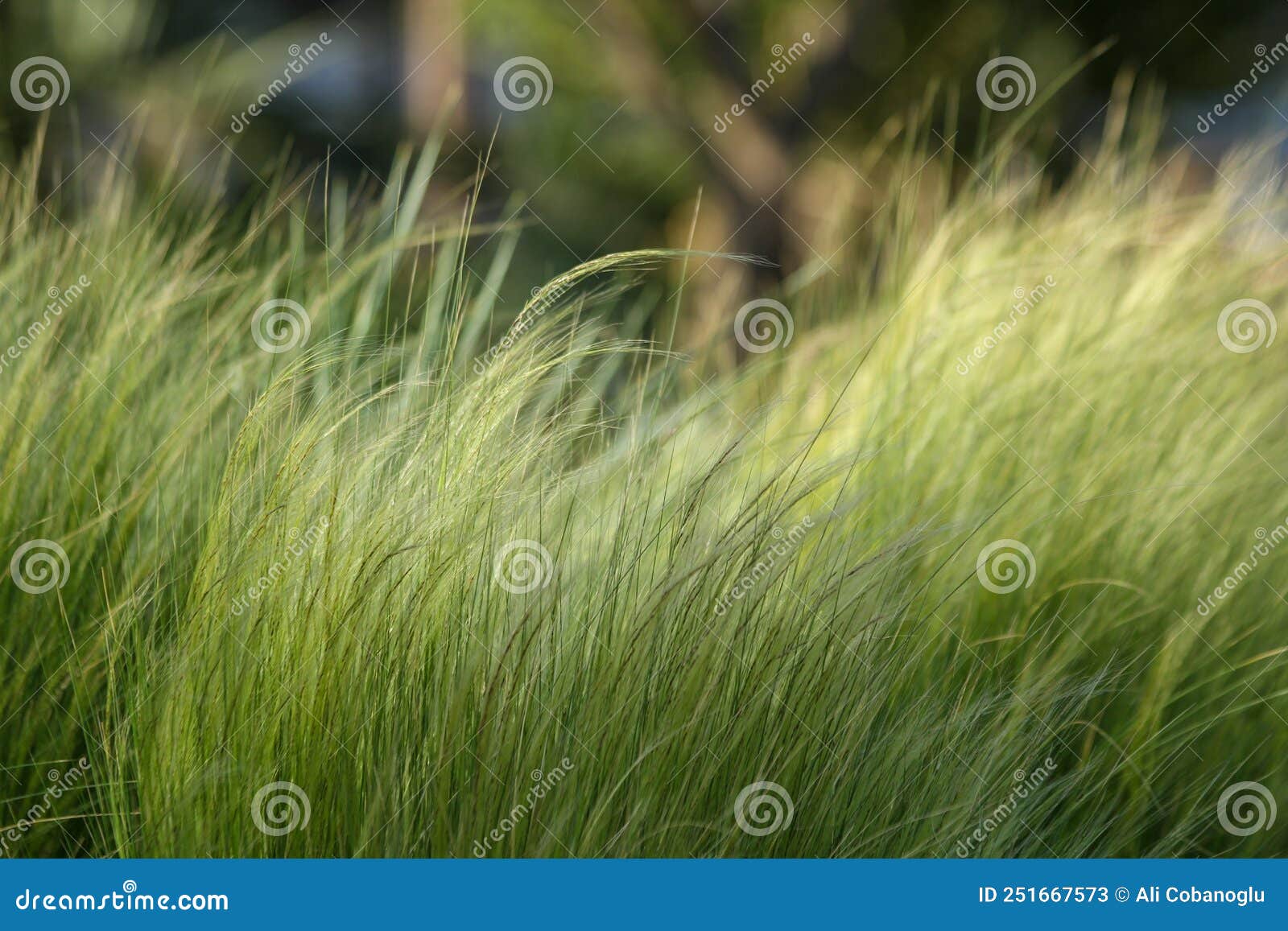 Green Color Herbs Field in America Stock Image - Image of business ...