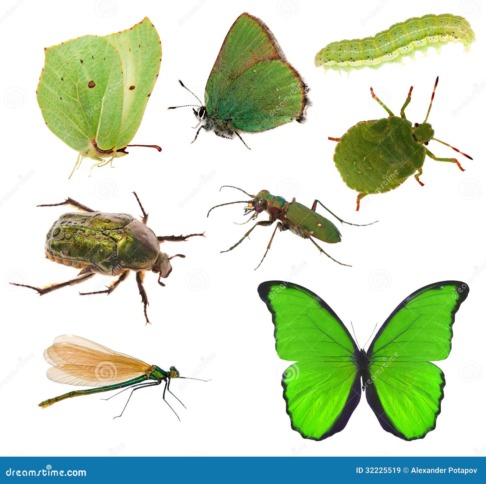 Green Color Insects Collection Isolated on White Stock Image - Image of ...