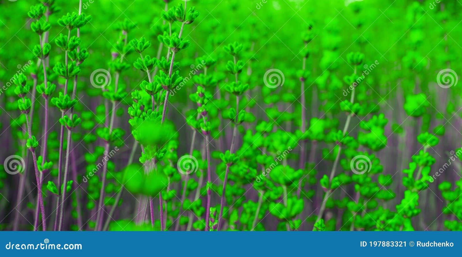 Green Color Lavender Flowers in Field Stock Image - Image of flower ...