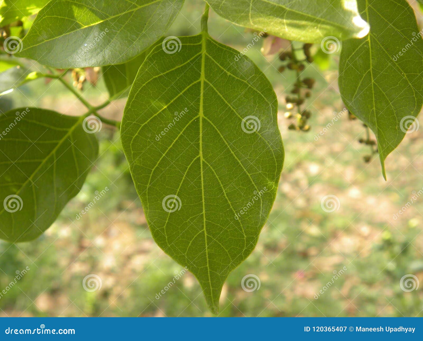 Green color leaf of a tree stock image. Image of close - 120365407