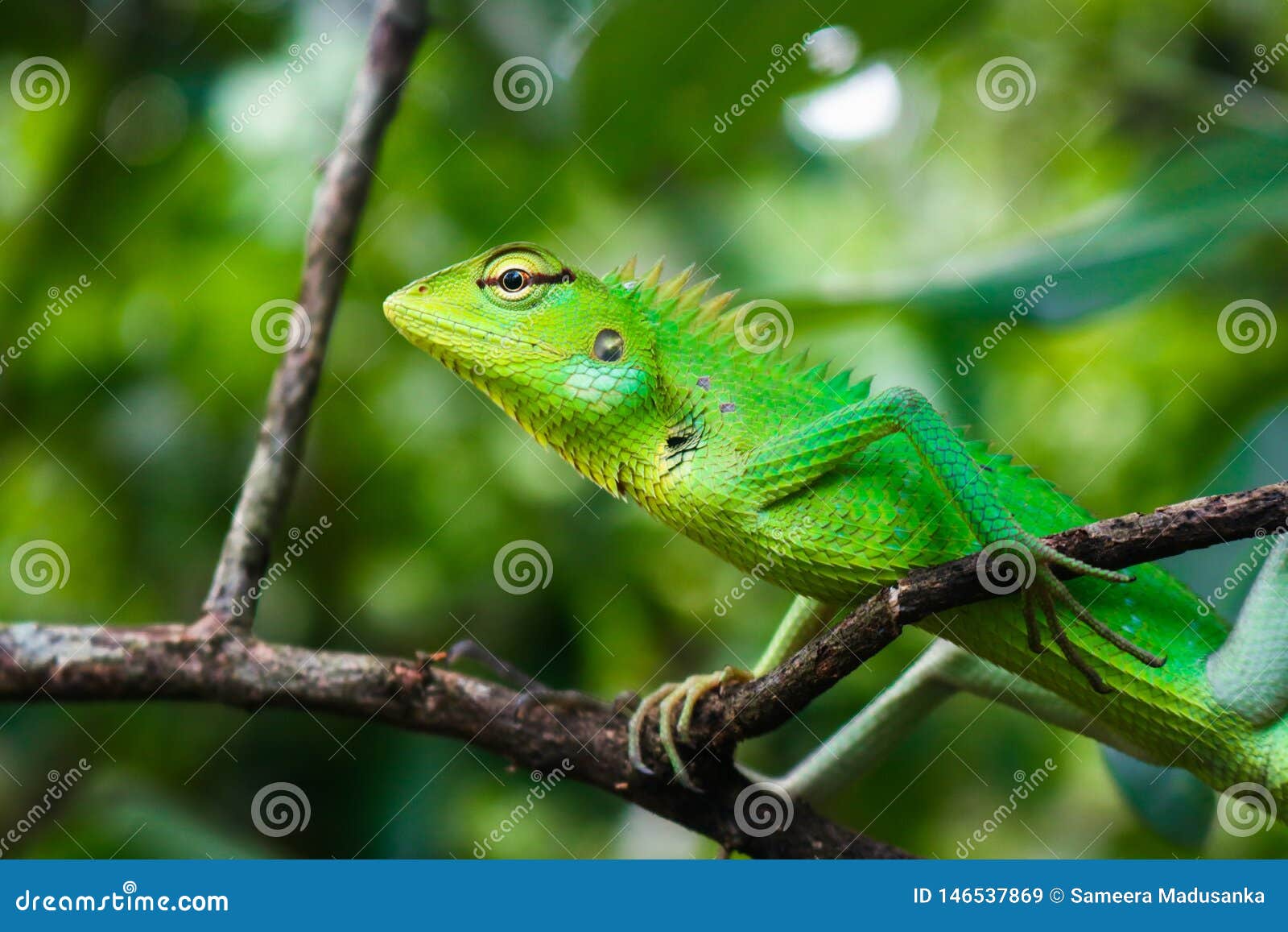 Lizard Siting on a Tree Branch. Green Color Lizard Stock Image - Image ...