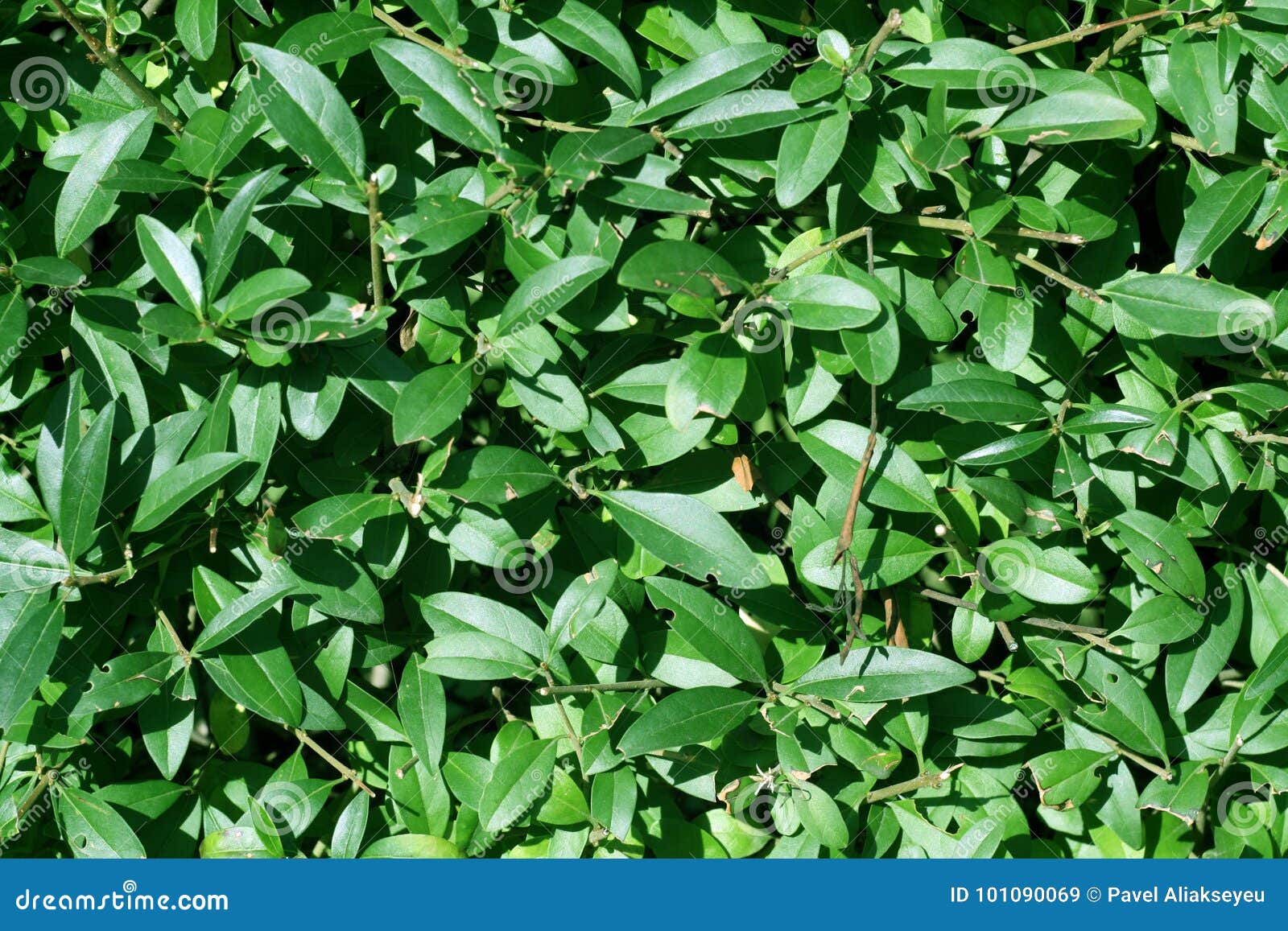 Green Color Natural Bush Pattern. Stock Image - Image of leaves, dark ...