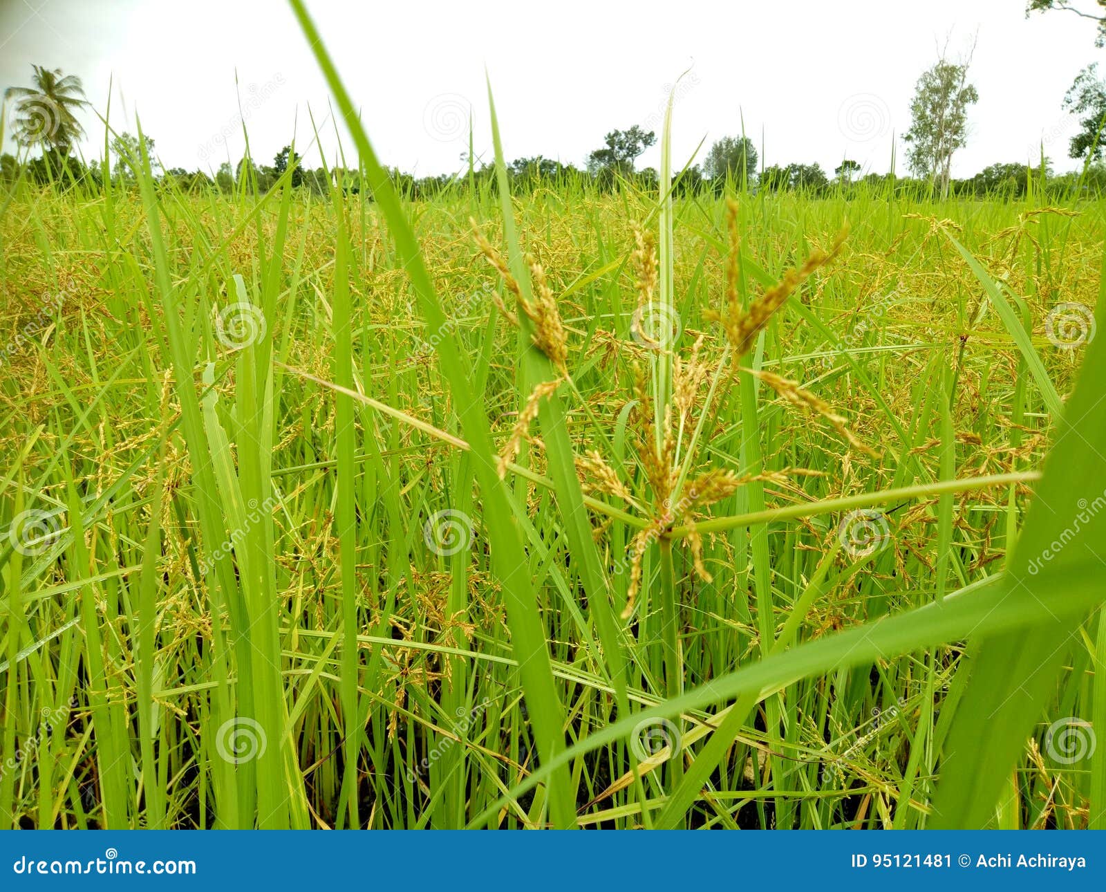 Green color story stock image. Image of color, nature - 95121481