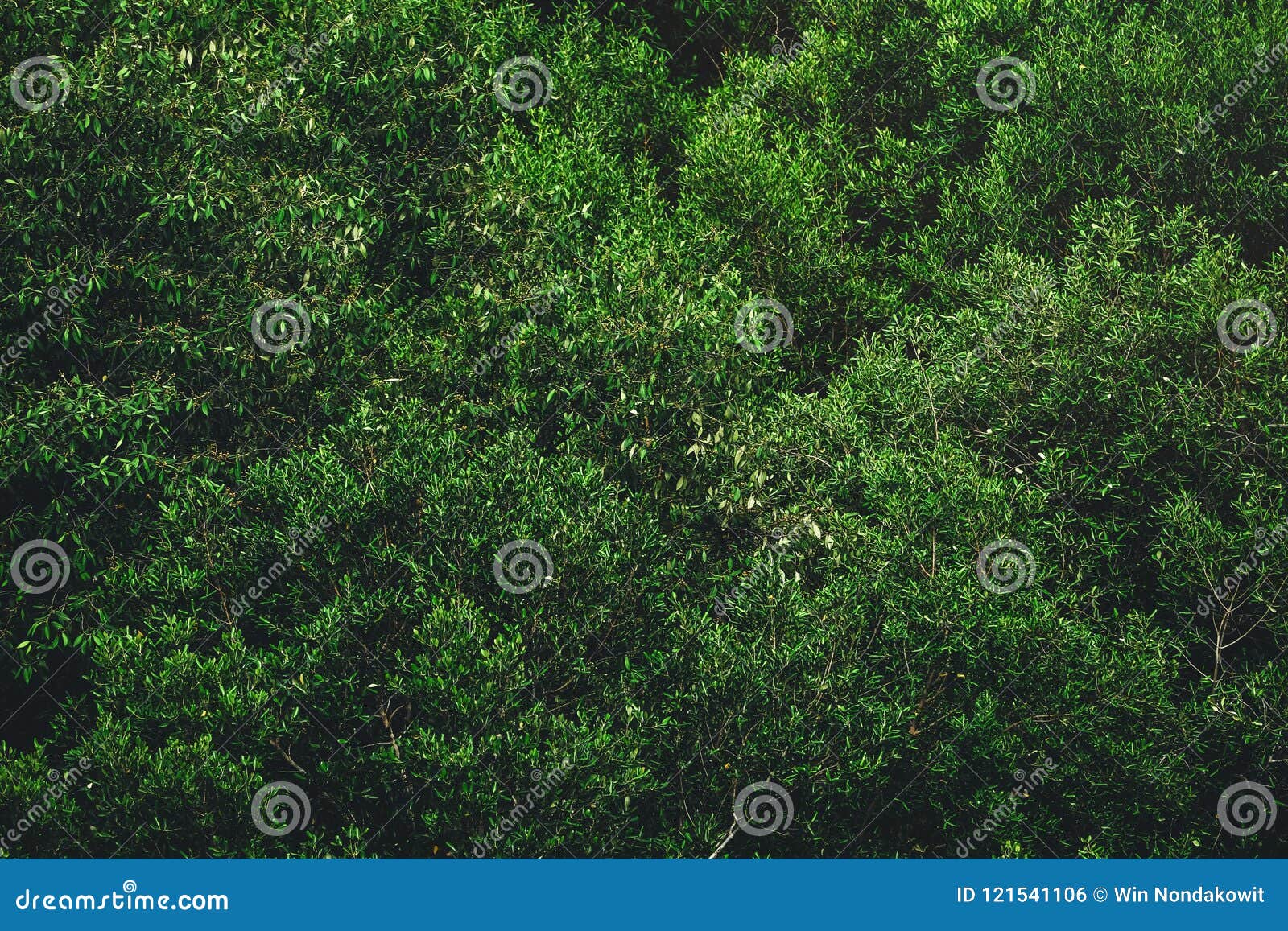 Green color of tree stock photo. Image of plant, nature - 121541106