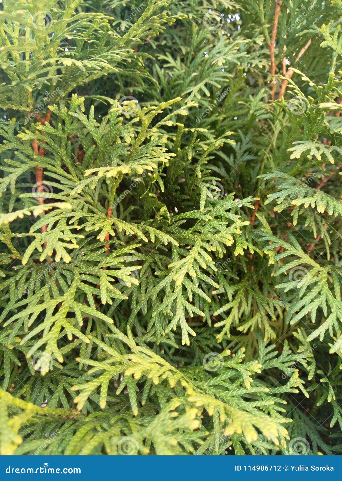 Green color tree cool stock photo. Image of beautiful - 114906712