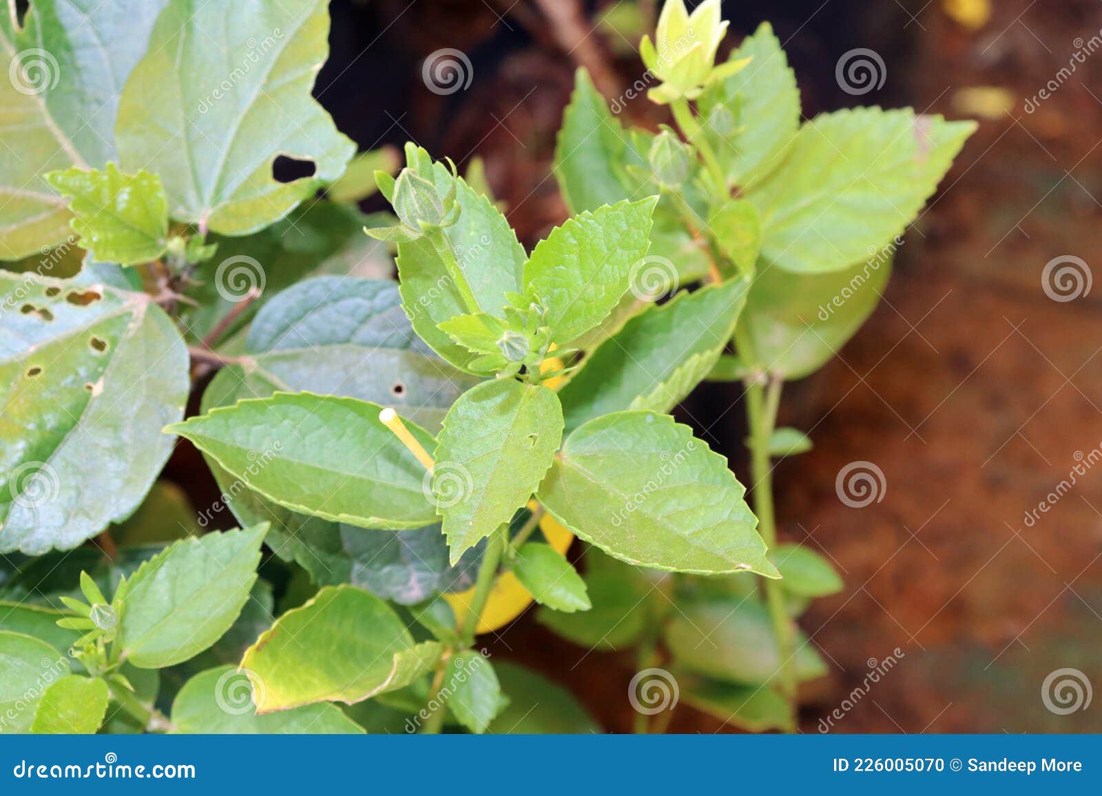 Green Color Tree Leaves Background Stock Photo - Image of foliage ...