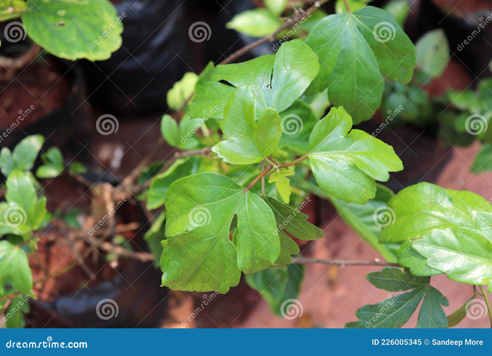 Green Color Tree Leaves Background Stock Image - Image of blooming ...