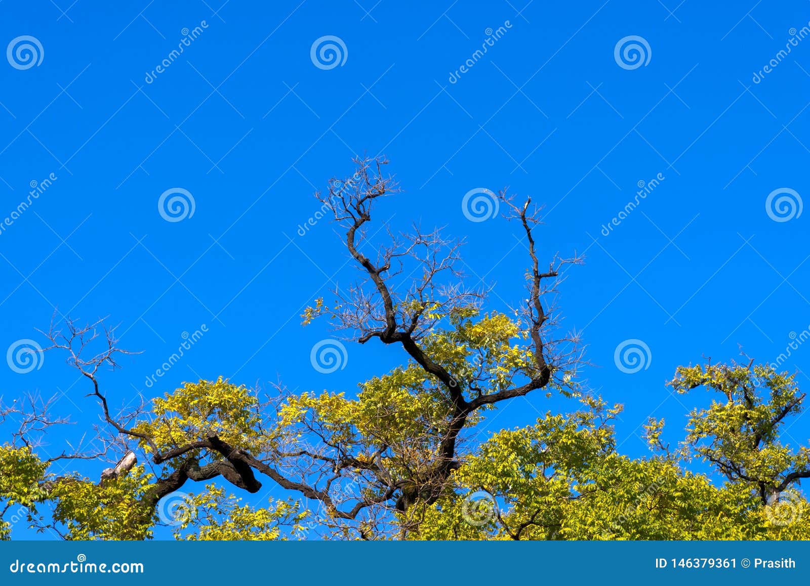 Green Color of Treetop with Blue Sky Stock Image - Image of beautiful ...