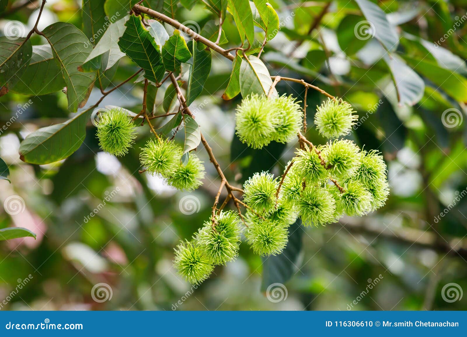 Young Rambutan Fruit on Tree Stock Photo - Image of outdoor, rambutan ...