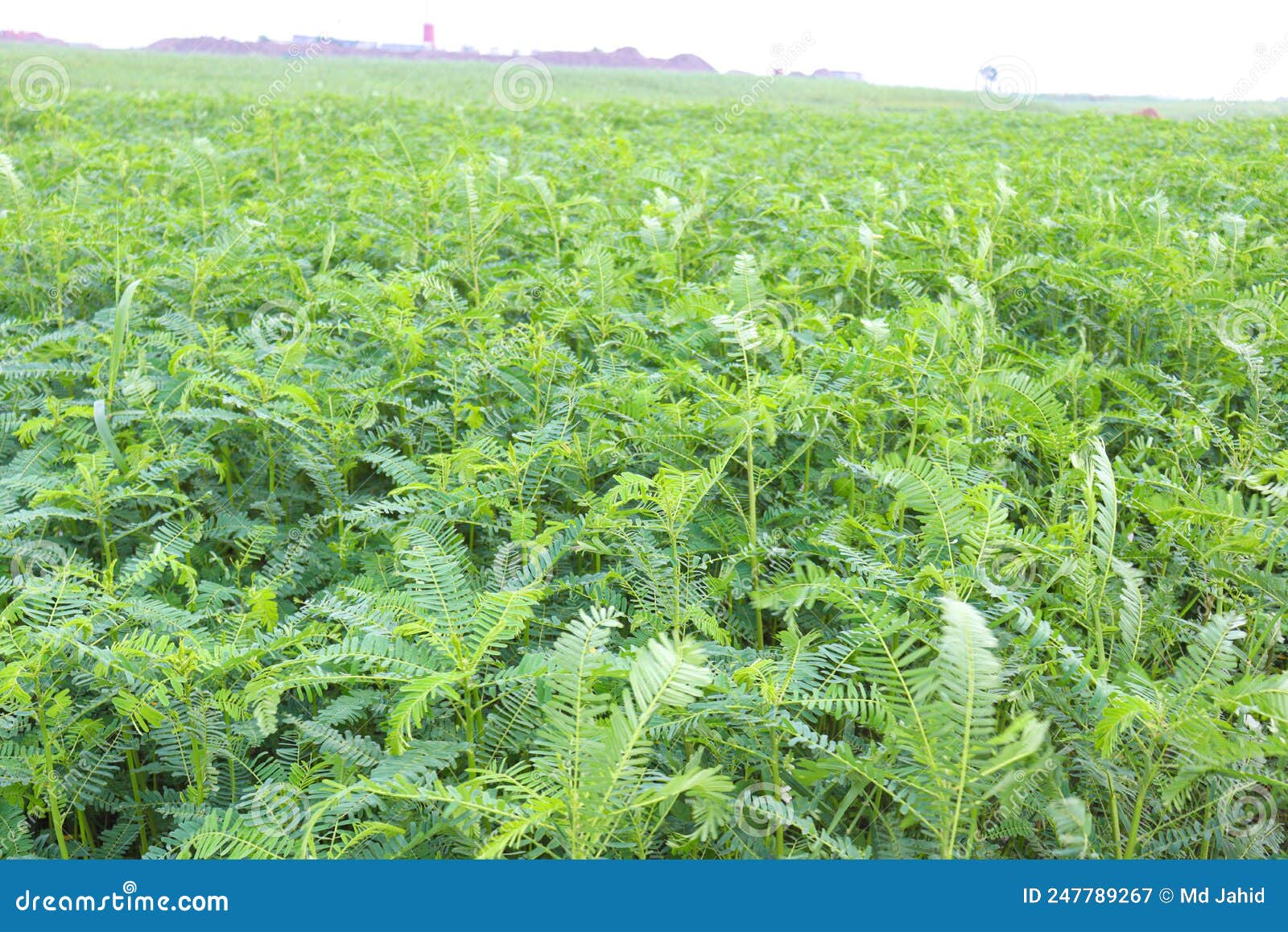 Dhaincha Tree on Farm for Fueling Stock Image - Image of grass, natural ...