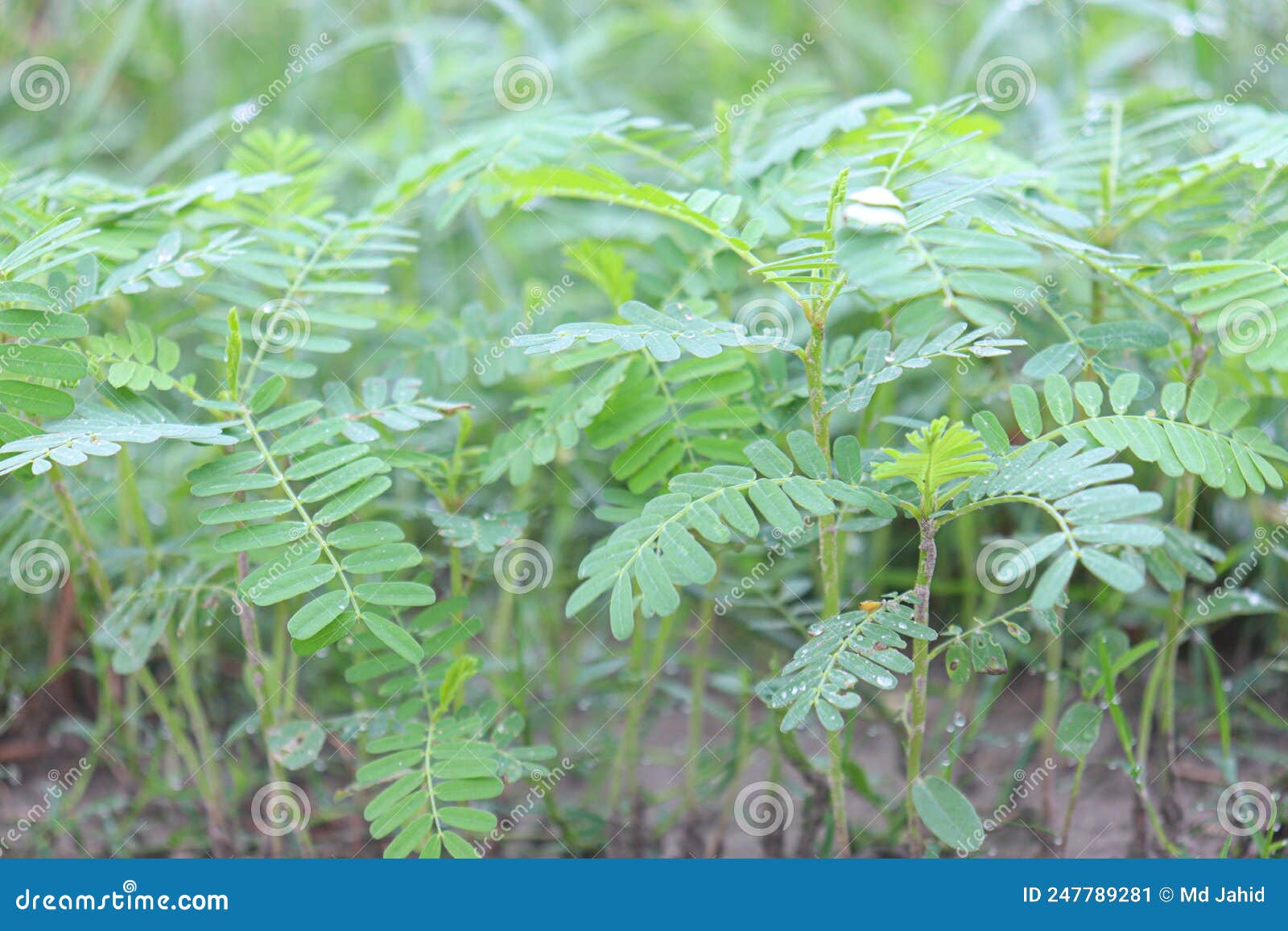 Dhaincha Tree on Farm for Fueling Stock Image - Image of stem ...