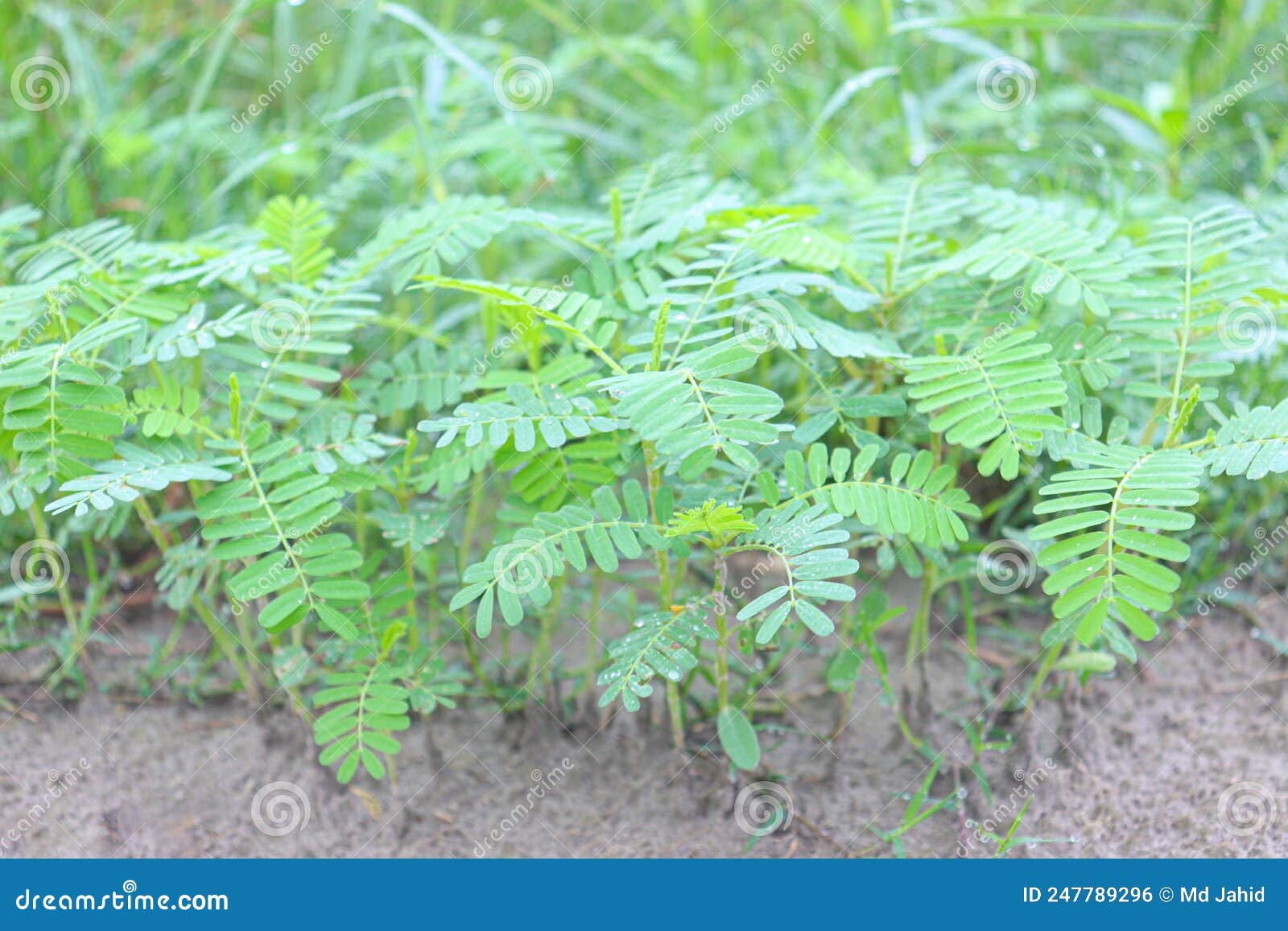 Dhaincha Tree on Farm for Fueling Stock Photo - Image of cultivate ...