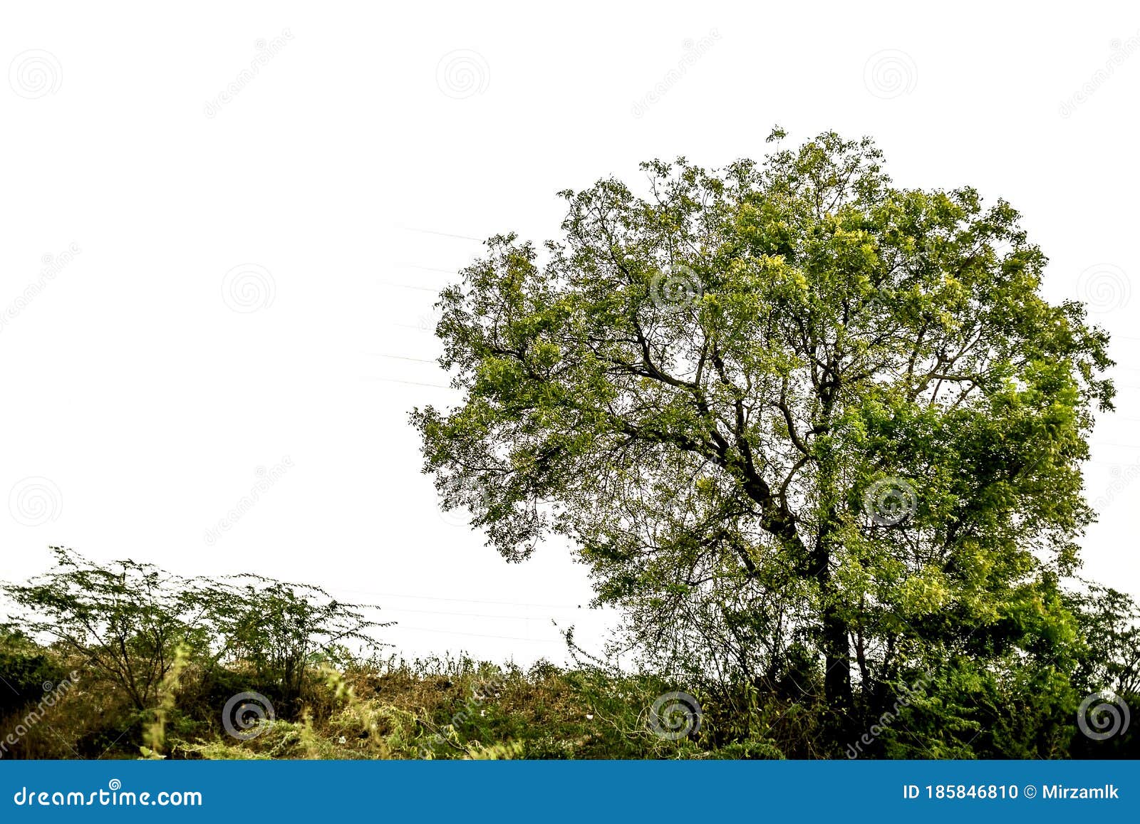 Green Colored Ever Green Solitary Tree Isolated on White. Stock Photo ...