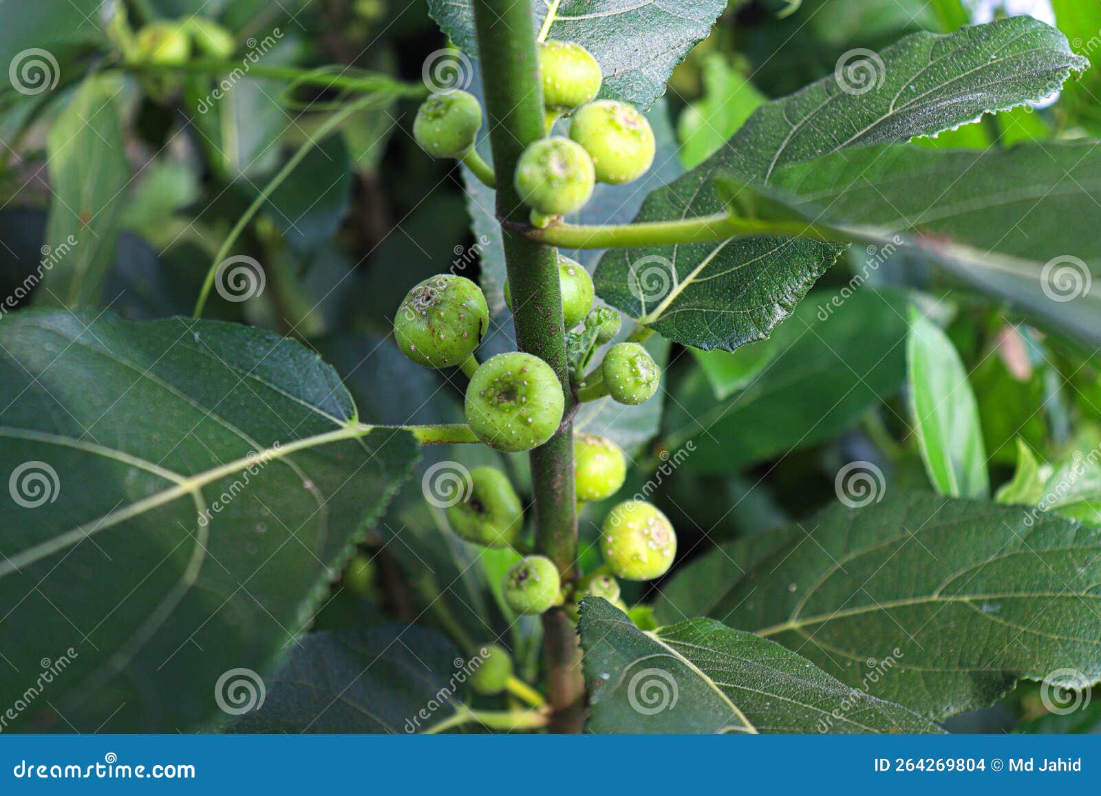Fig Fruit on Tree in Forest Stock Photo - Image of sharpened, selective ...
