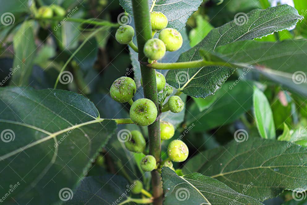 Fig Fruit on Tree in Forest Stock Photo - Image of sharpened, selective ...