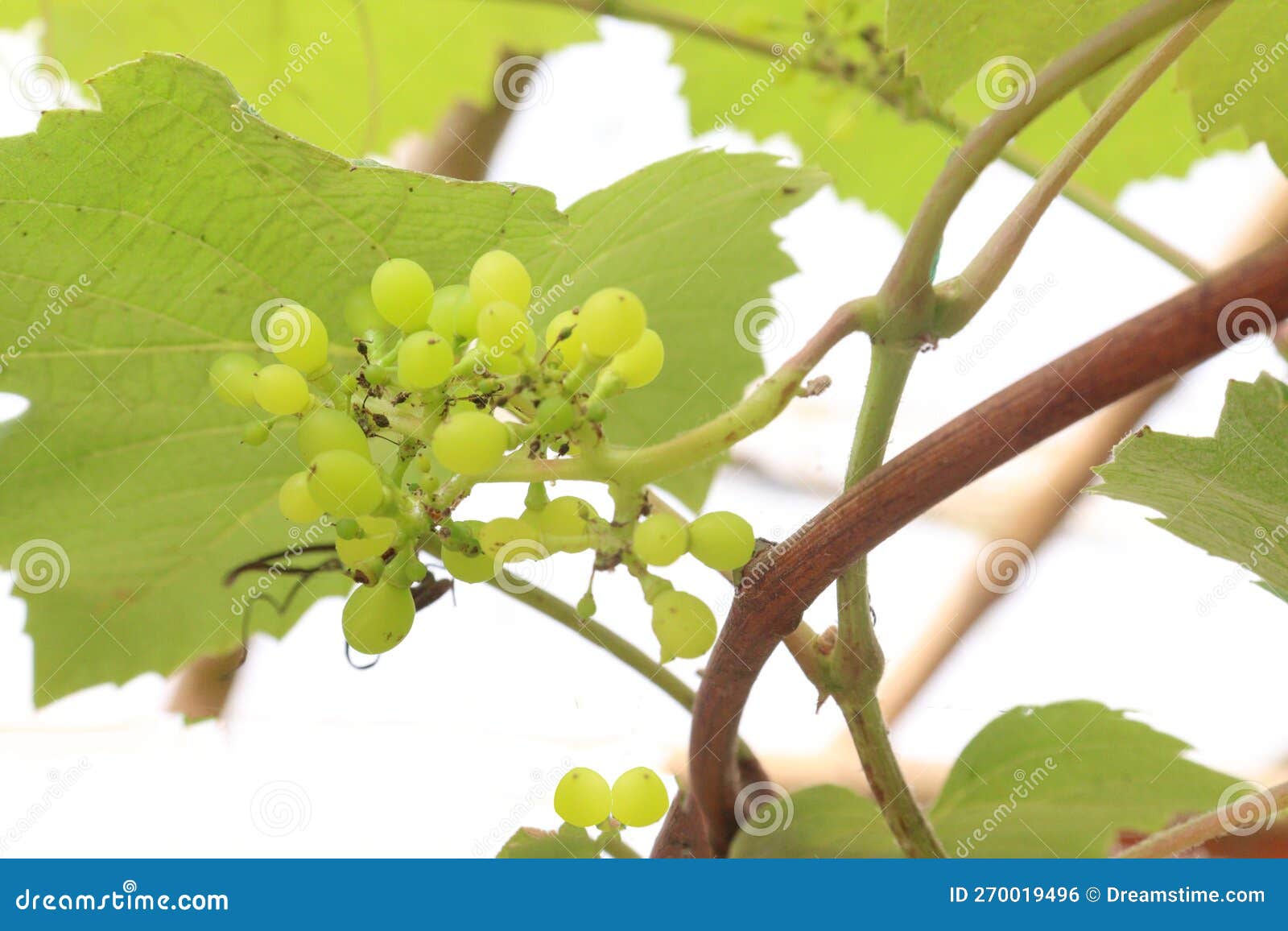 Green Colored Grape on Tree in Farm Stock Photo - Image of grow ...