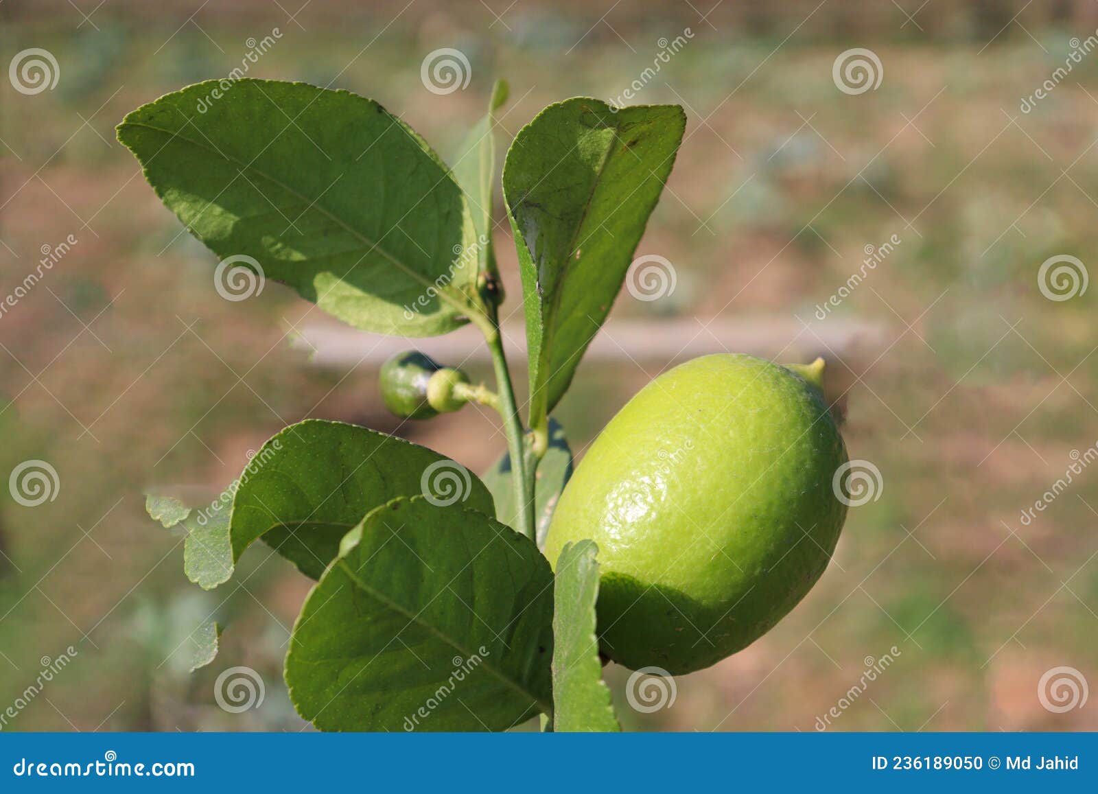 Green Colored Lemon Farm on Field Stock Photo - Image of hardyorange ...
