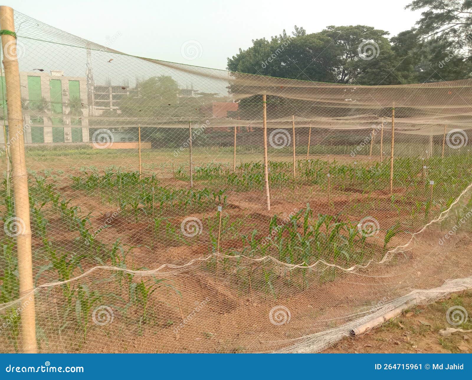 Maize Tree on Farm for Harvest Stock Image - Image of grow, production ...