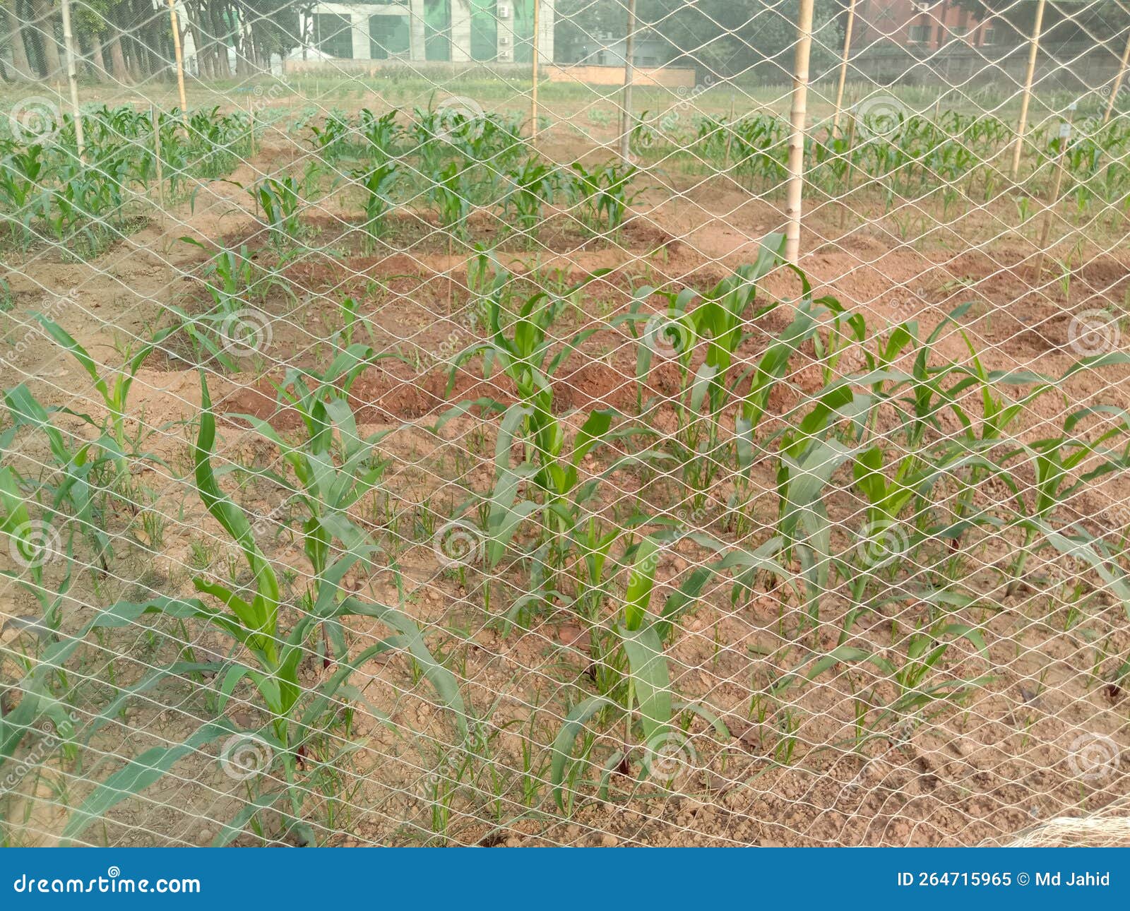 Maize Tree on Farm for Harvest Stock Image - Image of profession ...