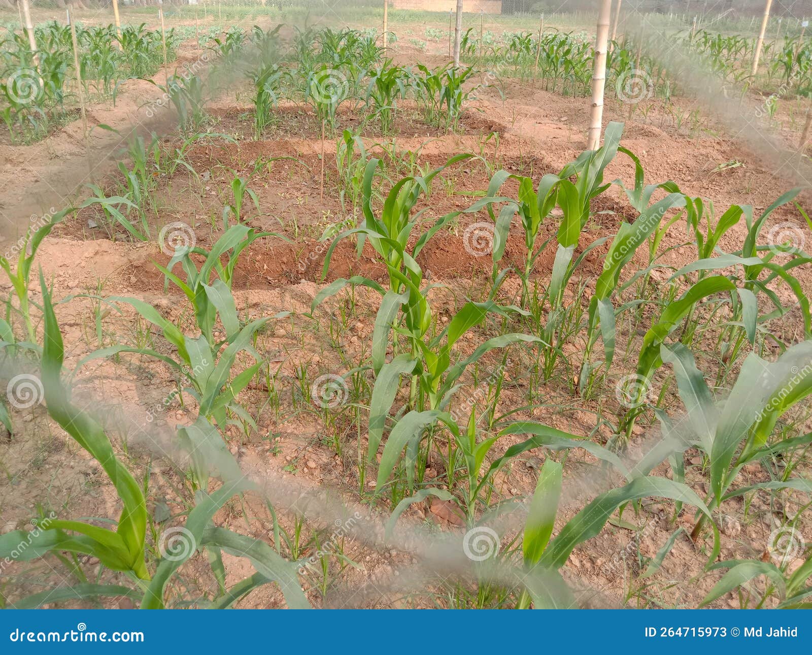 Maize Tree on Farm for Harvest Stock Image - Image of production, ripe ...