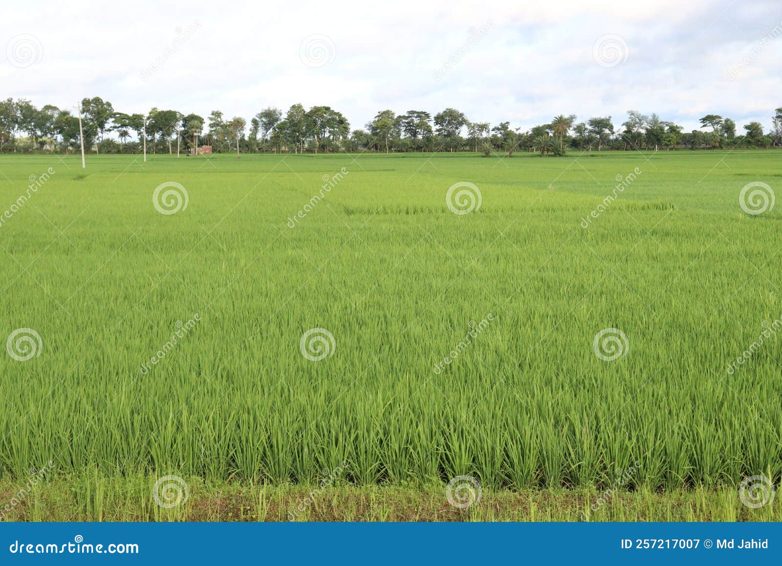 Green Colored Paddy Farm on Field Stock Image - Image of green ...