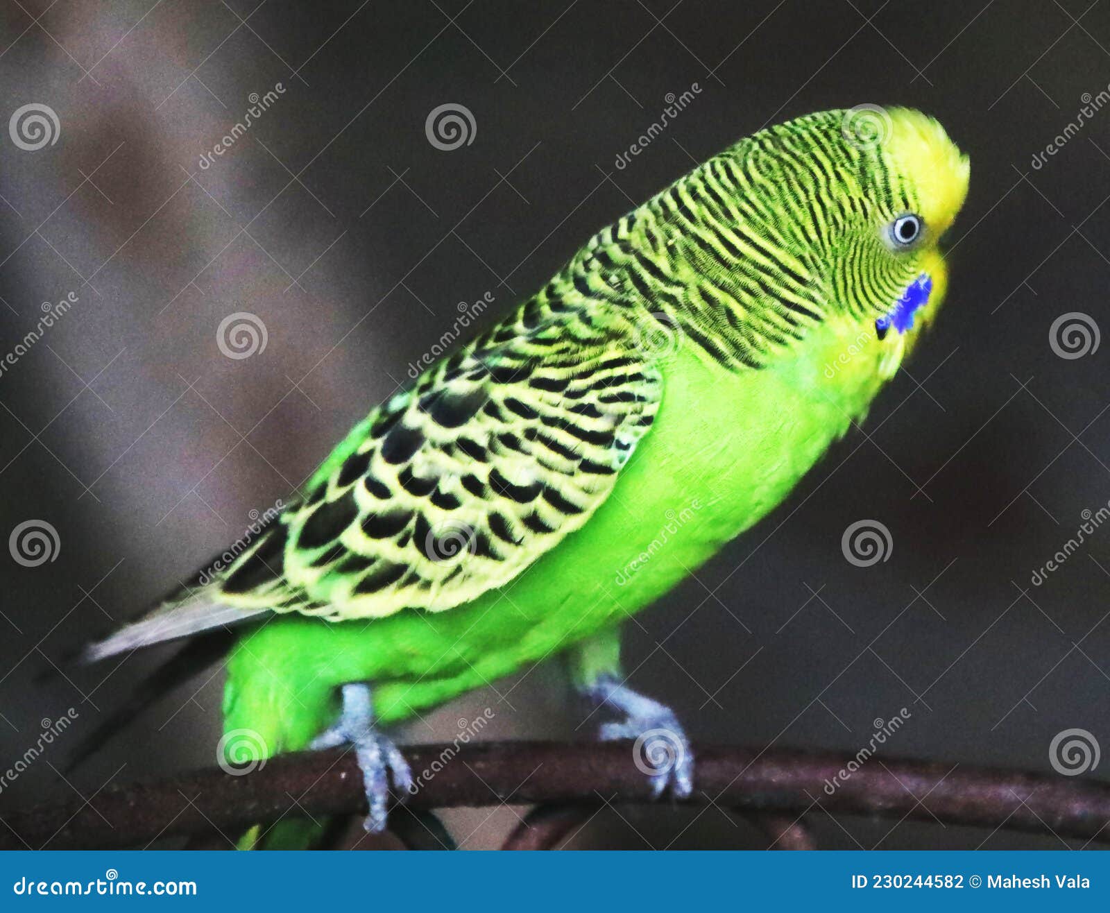 Green Colored Parrot Sitting on the Branch of a Tree and Looking Stock ...