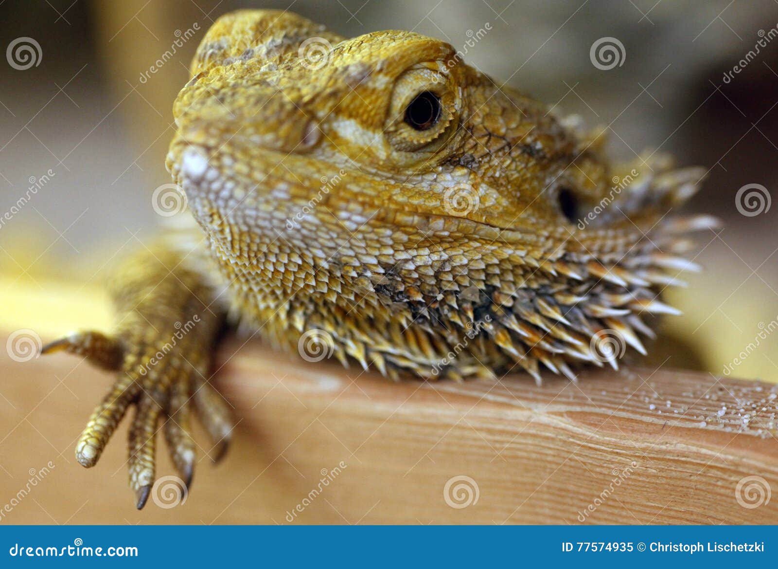 Green Colored Skin Lizard Reptile Close Up Stock Image - Image of ...
